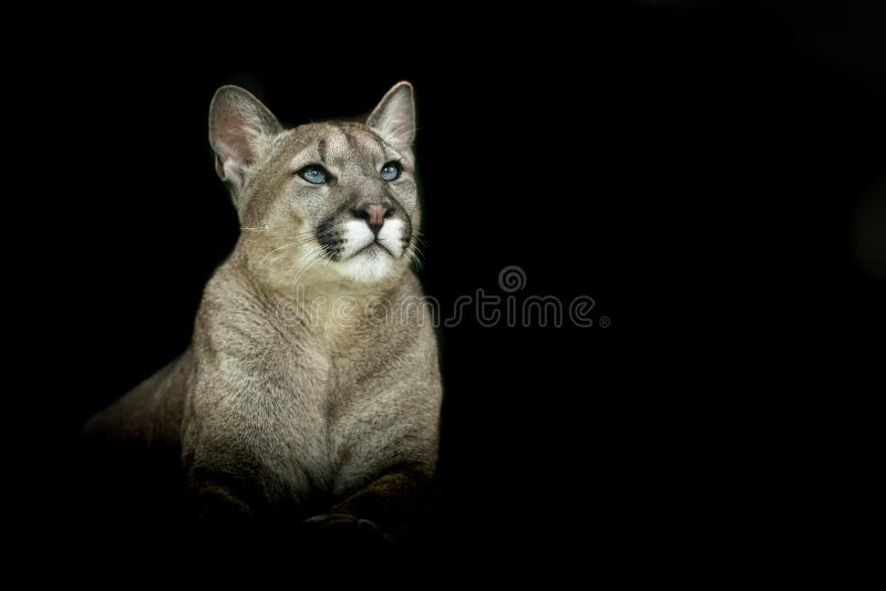 Puma con fondo negro imagen de archivo. Imagen de habitat - 187353221