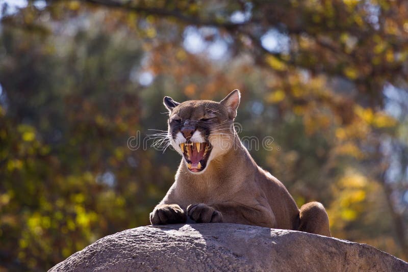 Cougar (Puma concolor) stock image. Image of teeth, puma - 21692715