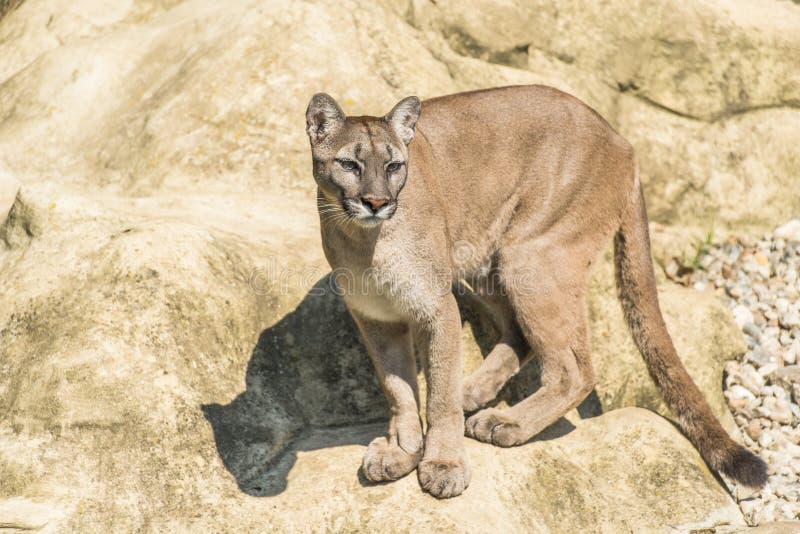 Puma (concolor del puma) imagen de archivo. Imagen de despredador ...