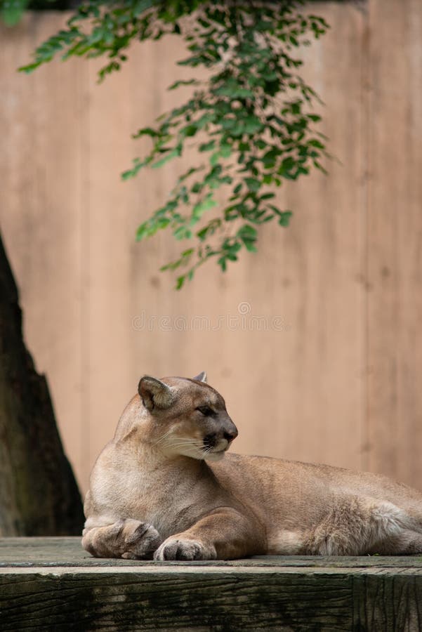Puma or Cougar stock image. Image of endangered, green - 164147241