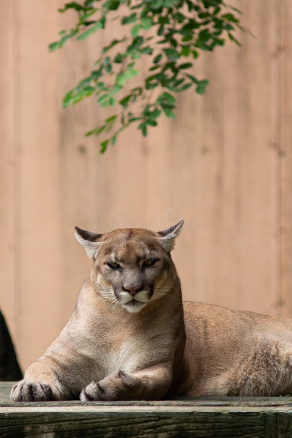 Puma or Cougar stock photo. Image of leopard, orange - 164147330