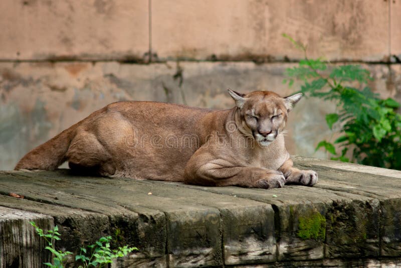 Puma or Cougar stock photo. Image of arizona, endangered - 164147492