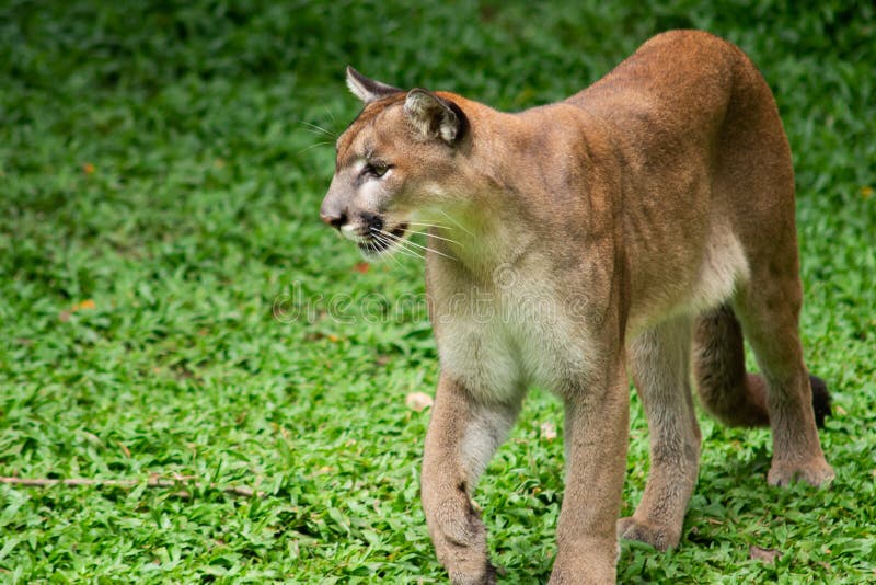 Puma or Cougar stock image. Image of hunter, endangered - 164147567