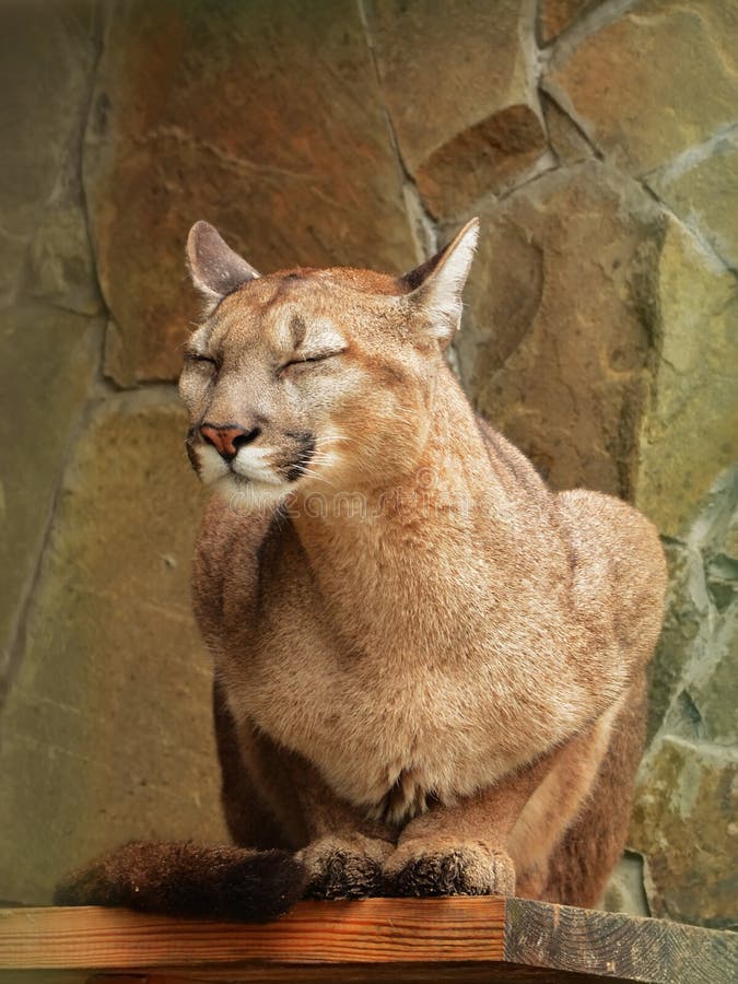 Sleeping Cougar stock image. Image of canadian, vicious - 345965