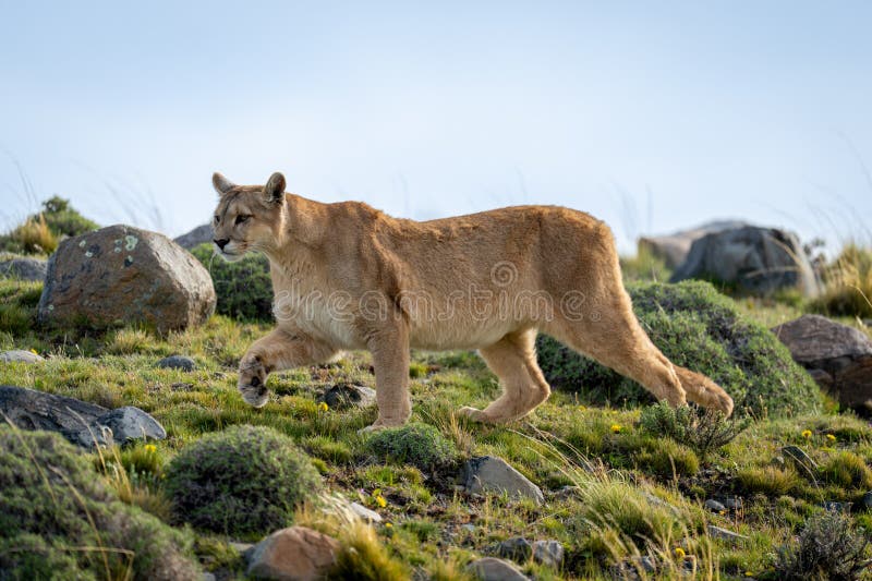 Puma Crosses Slope Amongst Rocks Lifting Paw Stock Image - Image of ...