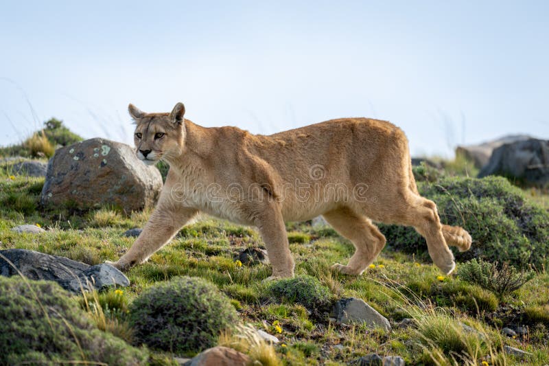 Puma Crosses Slope among Rocks in Sunshine Stock Image - Image of ...