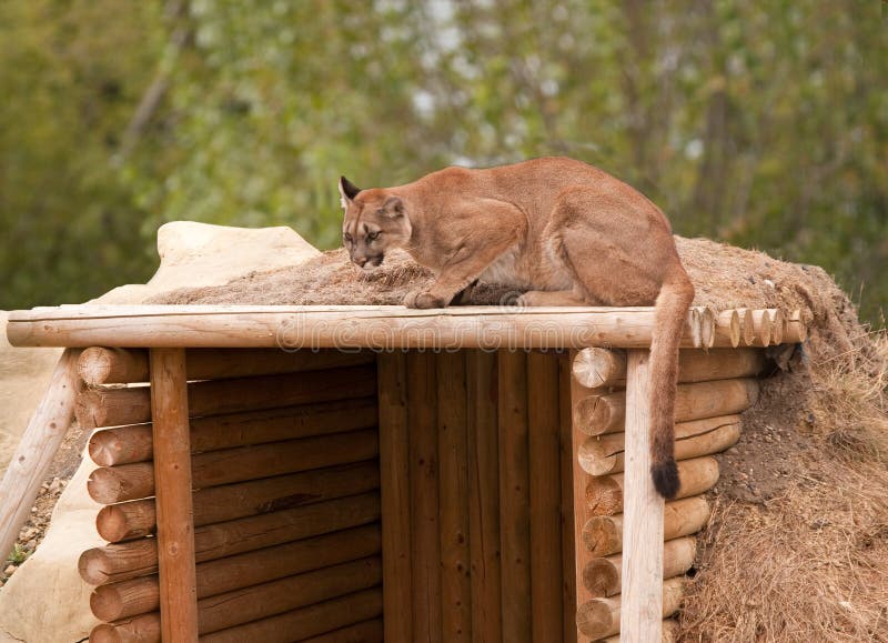 Puma Crouching on Shelter Roof Stock Photo - Image of crouching ...