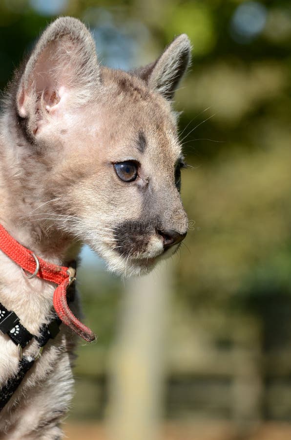 Puma Cub Portrait stock image. Image of whiskers, cougar - 21873719
