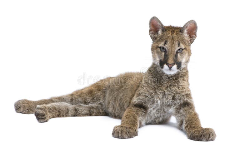 Puma Cub - Puma Concolor (3,5 Months) Stock Image - Image of vertebrate ...