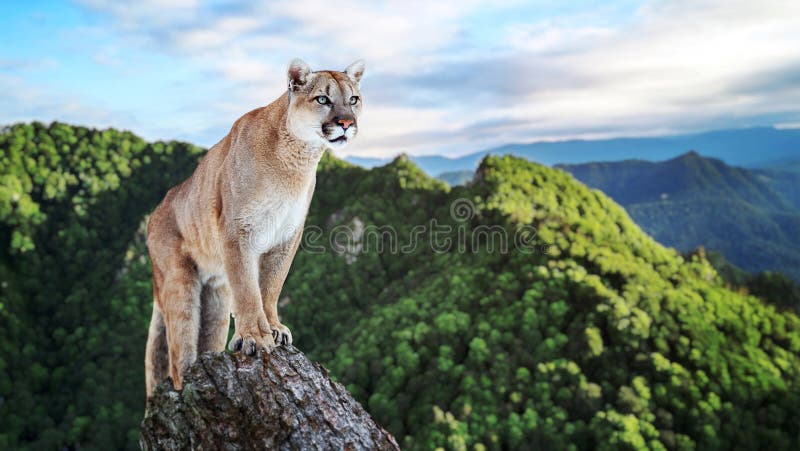 Un Cougar Ou Lion De Montagne Puma Concolor Marche Sur Le Sommet De La ...