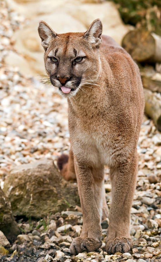 Photos de Puma Attacking - Photos de stock gratuites et libres de ...
