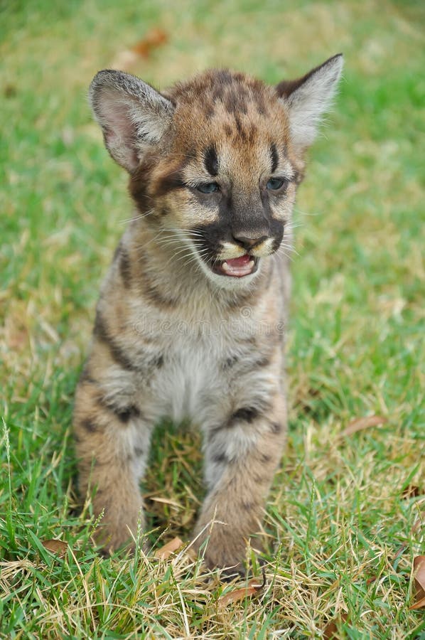 Puma Joven Concolor Del Gatito Del Puma Del León De Montaña Foto de ...