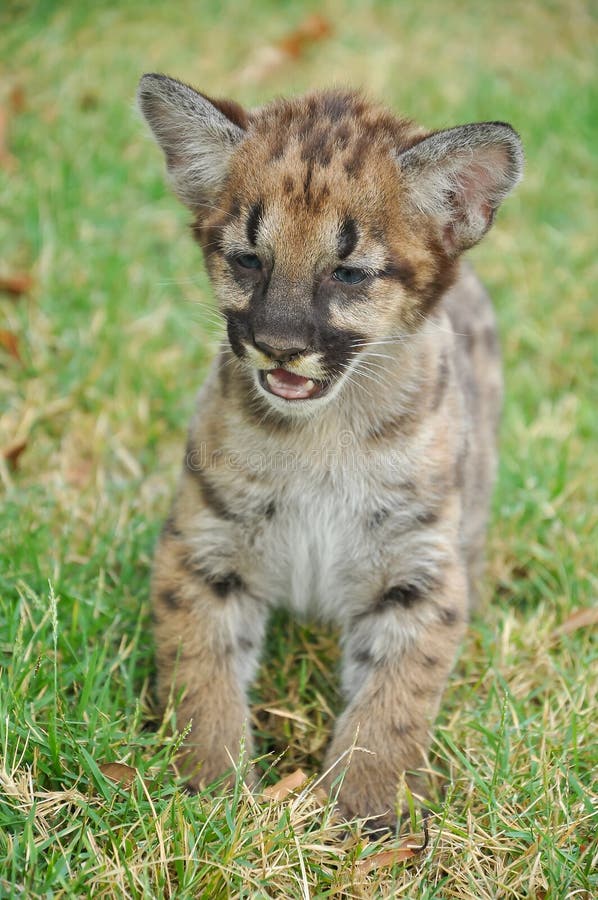 Puma del bebé imagen de archivo. Imagen de punto, animal - 33283387