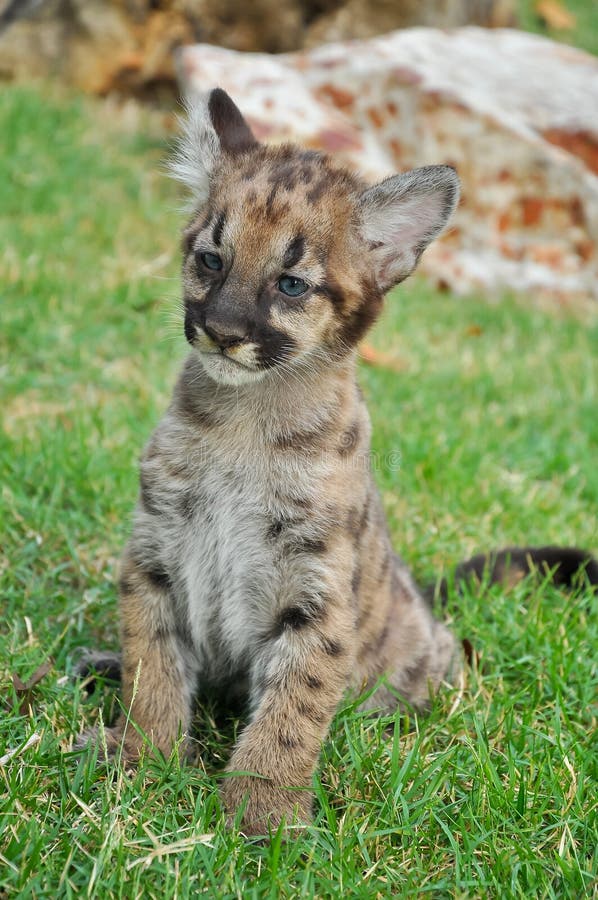 Puma del bebé foto de archivo. Imagen de cachorro, lindo - 30803630