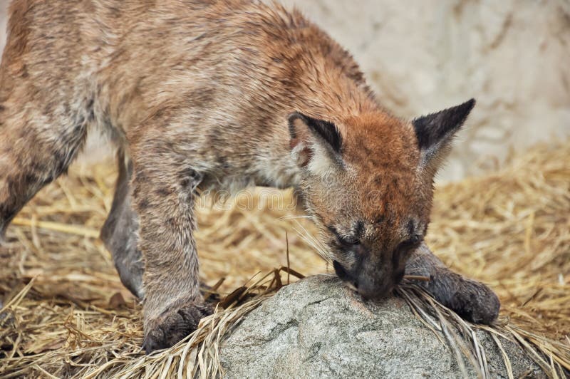 Puma del bebé foto de archivo. Imagen de primer, cachorro - 32654446