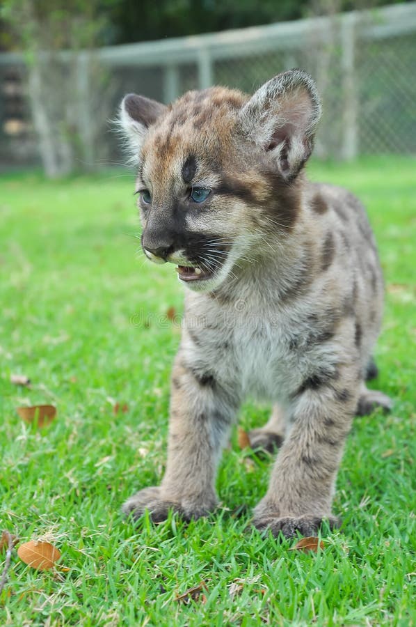 Puma del bebé foto de archivo. Imagen de lindo, cara - 30803630