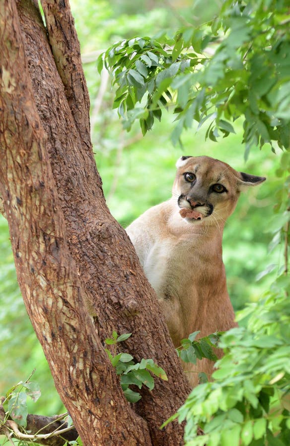 Puma, Der Auf Baum Klettert Stockfoto - Bild von gefährdet, baum: 41480374
