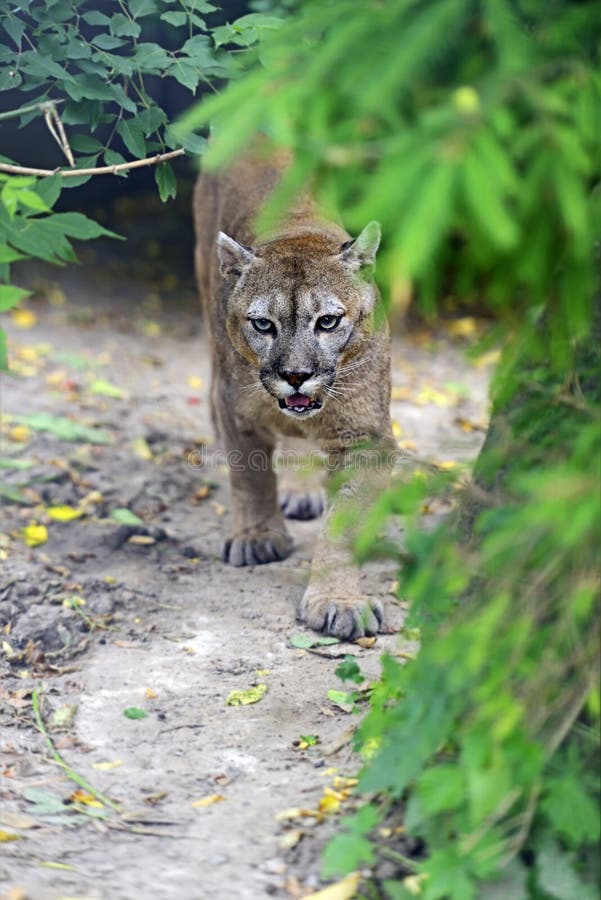 Puma stock image. Image of habitat, carnivorous, wildlife - 41814745