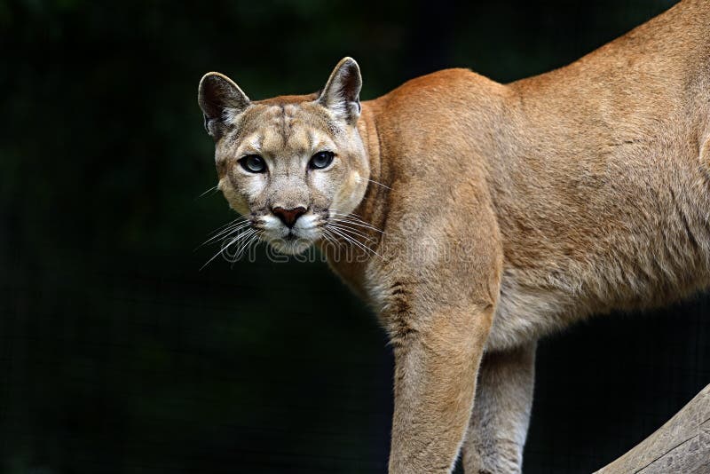 Puma stock photo. Image of careful, nocturnal, wilderness - 41814768