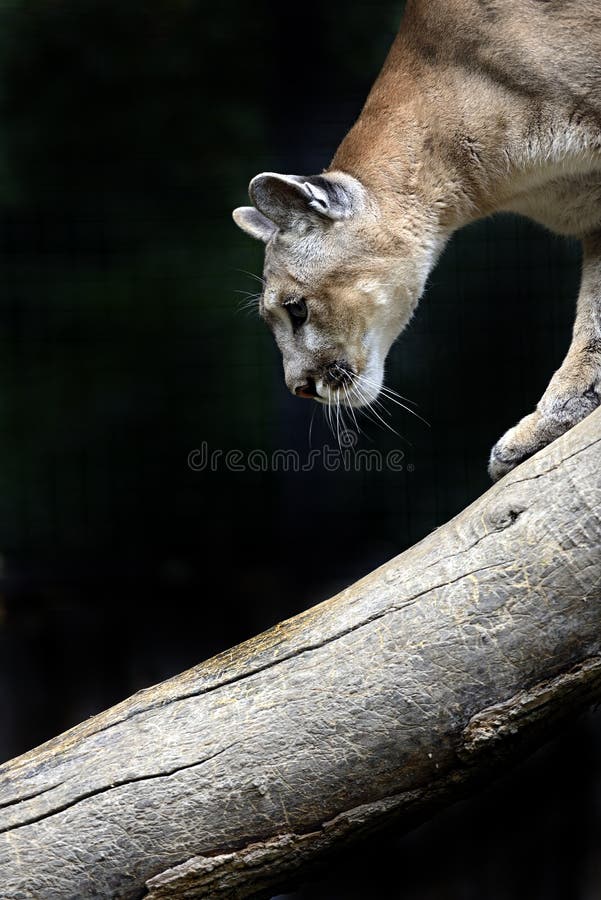 Puma stock photo. Image of cougar, cougars, attentive - 42267024