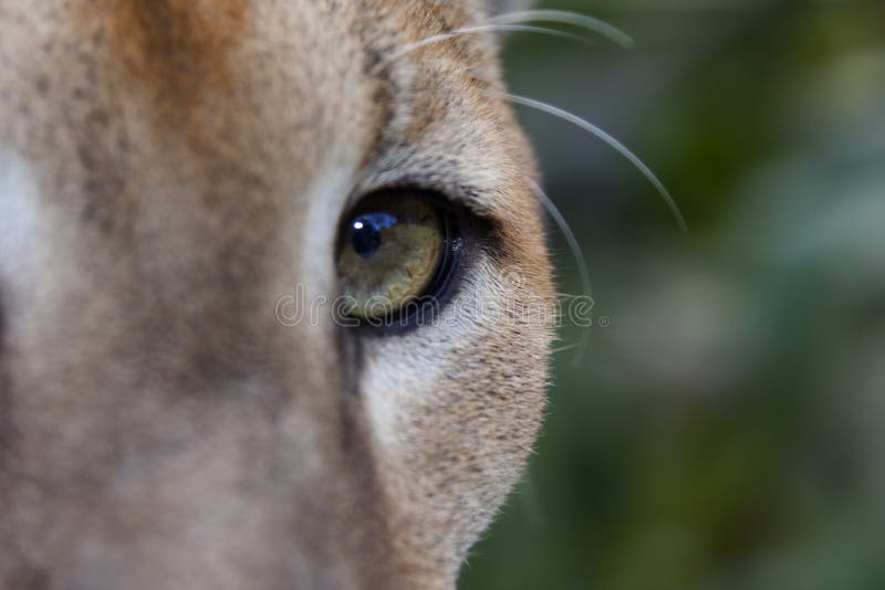 Puma Eye stock photo. Image of wild, cougar, predator - 9382968