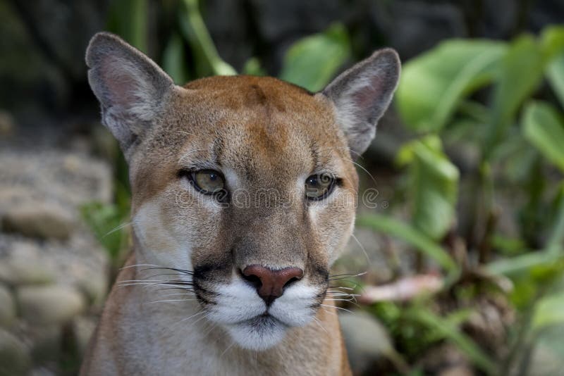 Puma, Costa Rica stock photo. Image of cougar, costa - 77355444
