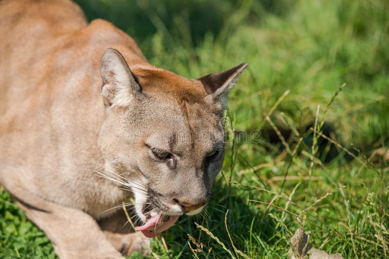 Puma Felis Concolor stock image. Image of powerful, sleek - 111766069