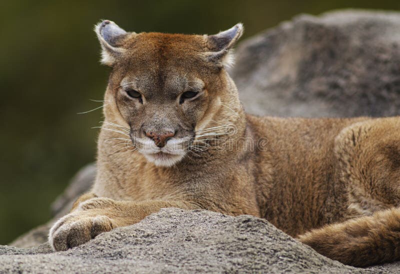 Mirada Femenina Del Gatito Del Puma (concolor Del Puma) Del árbol Foto ...