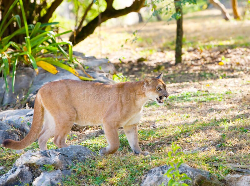 Puma on the Forest Road.Close Up in a Sunny Day Stock Image - Image of ...