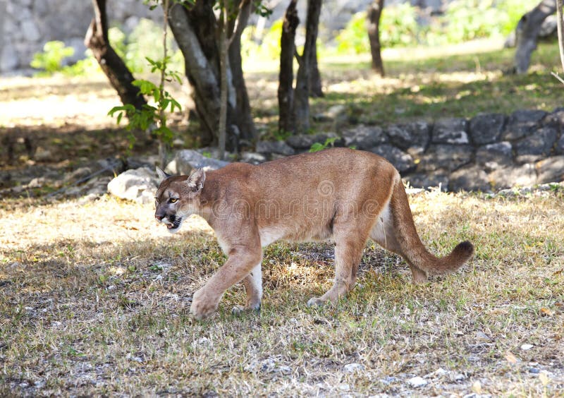 Puma on the forest road stock image. Image of lynx, wildlife - 77339613