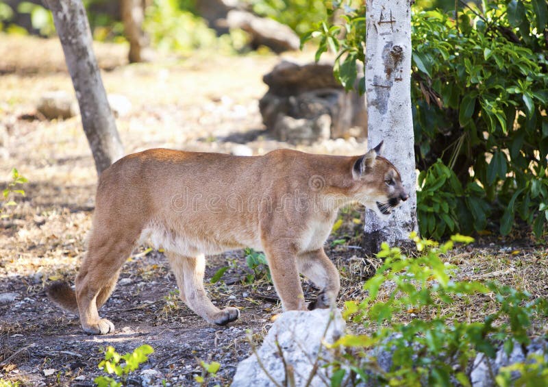 Puma on the forest road stock photo. Image of puma, environment - 77339628