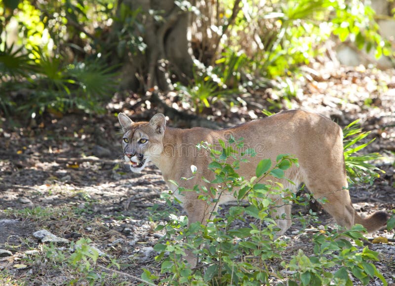 Puma on the forest road stock photo. Image of predator - 77339696