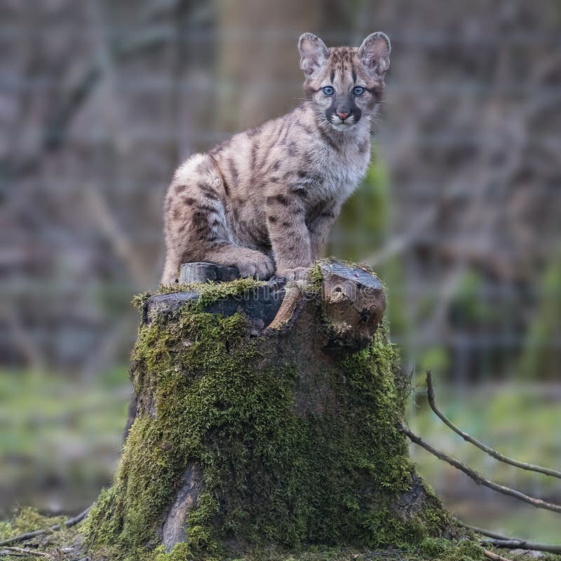 Puma in the forest stock photo. Image of animal, mexico - 163768756