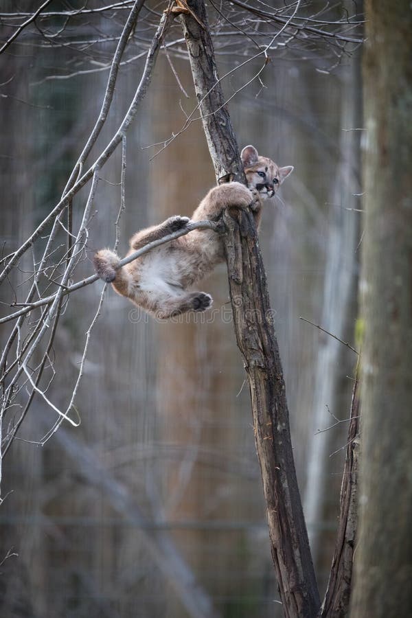 Puma in the forest stock image. Image of brown, america - 163769165