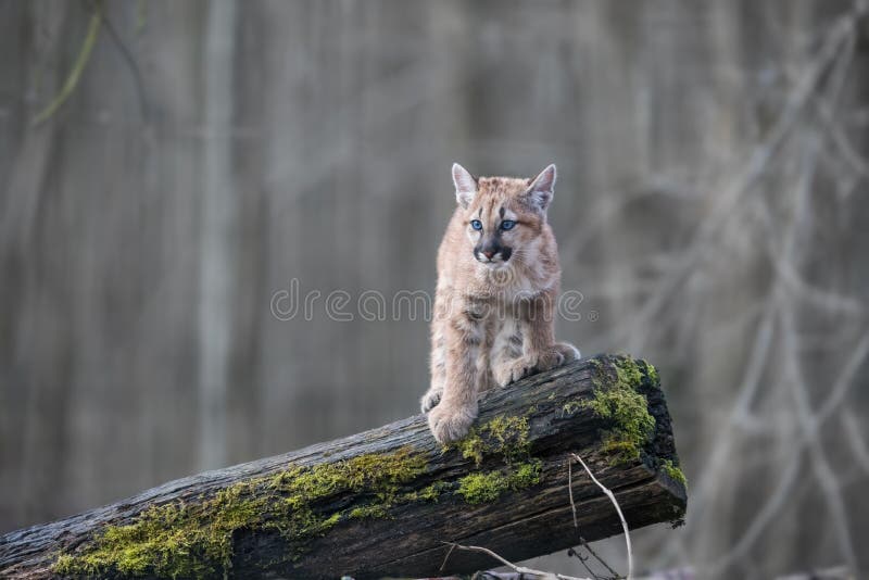 Puma in the forest stock photo. Image of carnivore, habitat - 163768958