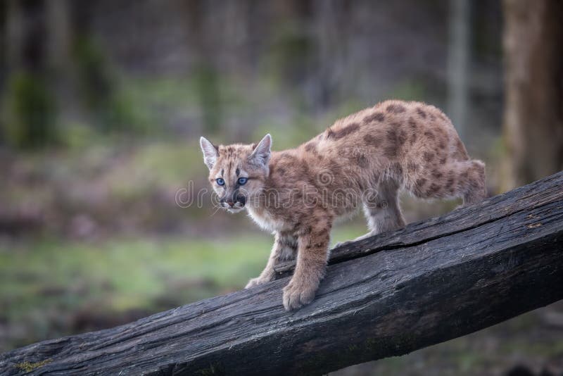 Puma in the forest stock photo. Image of carnivore, habitat - 163768958