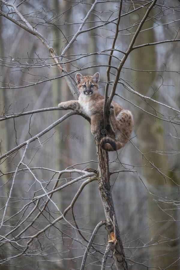 Puma in the forest stock image. Image of montana, brown - 163768899