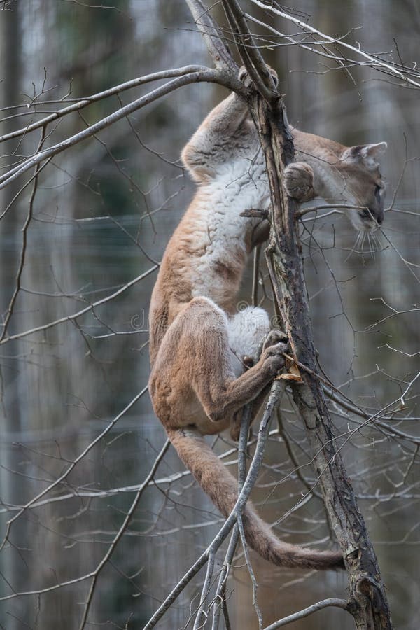 Puma in the forest stock photo. Image of behavior, mountain - 163769118