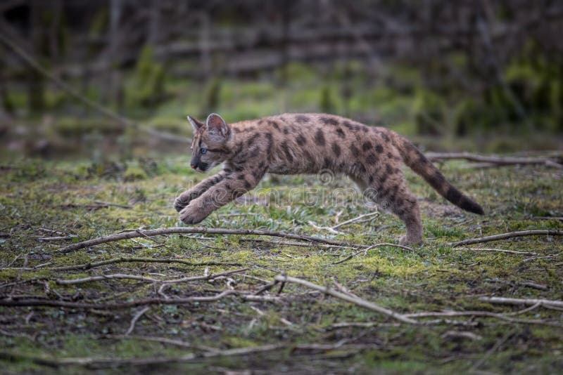 Puma in the forest stock image. Image of brown, america - 163769165