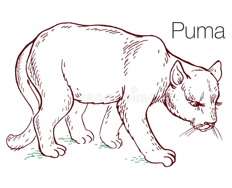 Puma Hand Drawn Vector Illustration Stock Vector - Illustration of ...