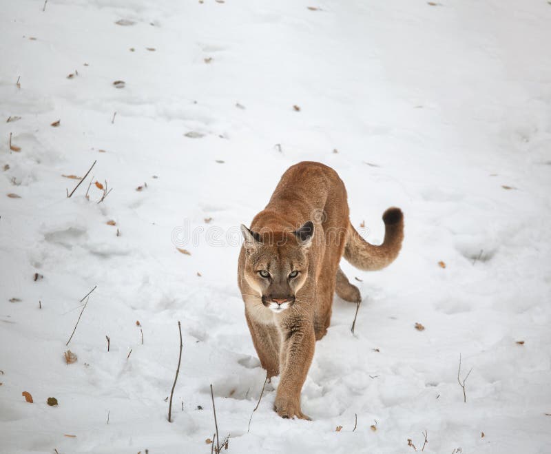 Puma Im Wald, Berglöwe, Einzelne Katze Auf Schnee Stockbild - Bild von ...