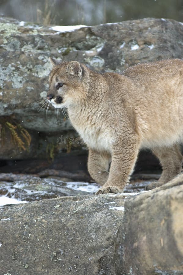 Puma im Winter stockfoto. Bild von katze, puma, berg - 14951610
