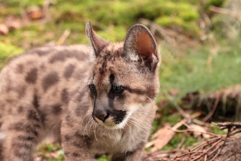 Puma kitten stock image. Image of mountain, nature, lion - 40708283