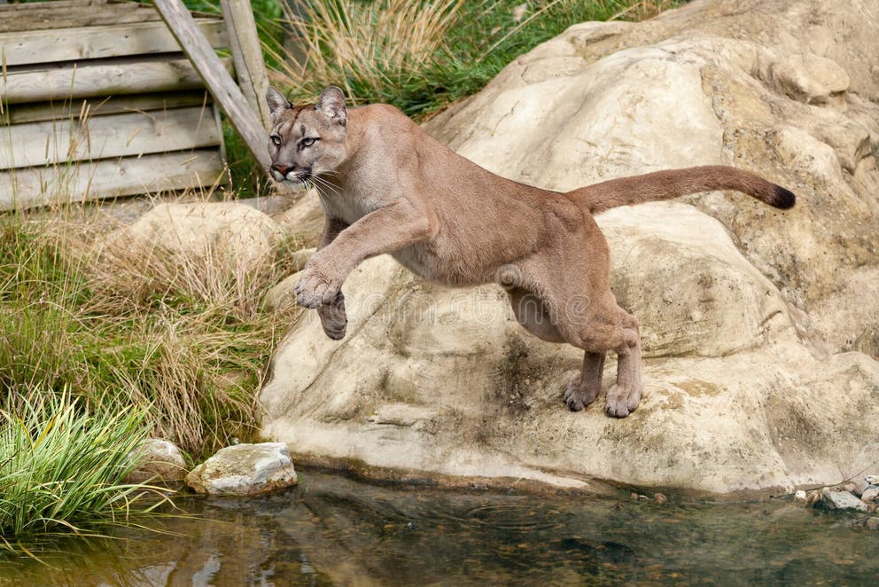 Puma Leaping Off a Rock Over Water Stock Image - Image of mammal ...