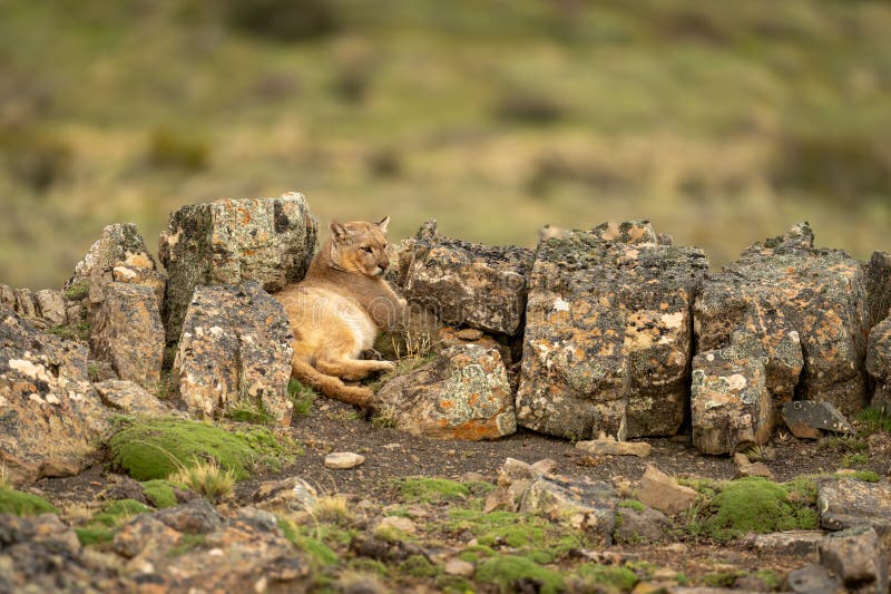 Puma Lies between Rocks on Grassy Hillside Stock Image - Image of lion ...