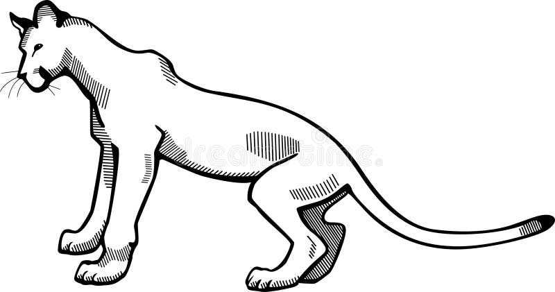 Puma stock vector. Illustration of drawing, feline, vector - 66470415