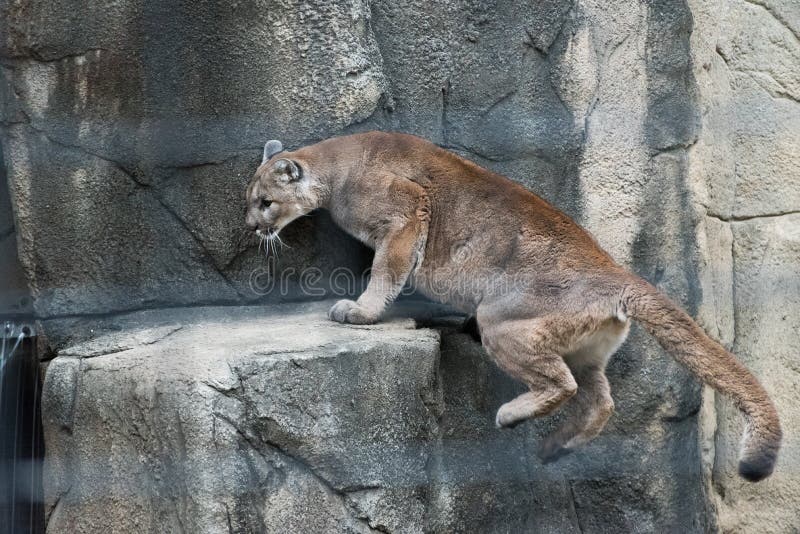 Puma stock image. Image of moving, mammals, animal, horizontal - 97385219