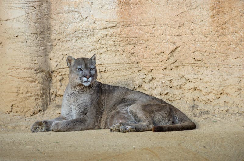 Puma stock image. Image of territorial, felidae, copy - 50691385