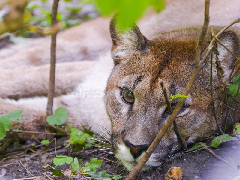 Puma is Lying in the Shadow of Bush Stock Photo - Image of american ...