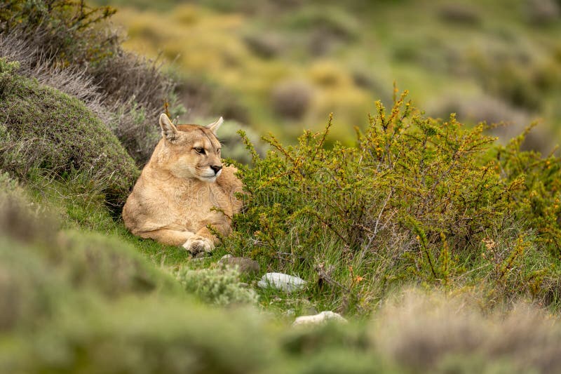 Puma Lying in Thick Undergrowth Turning Head Stock Image - Image of ...